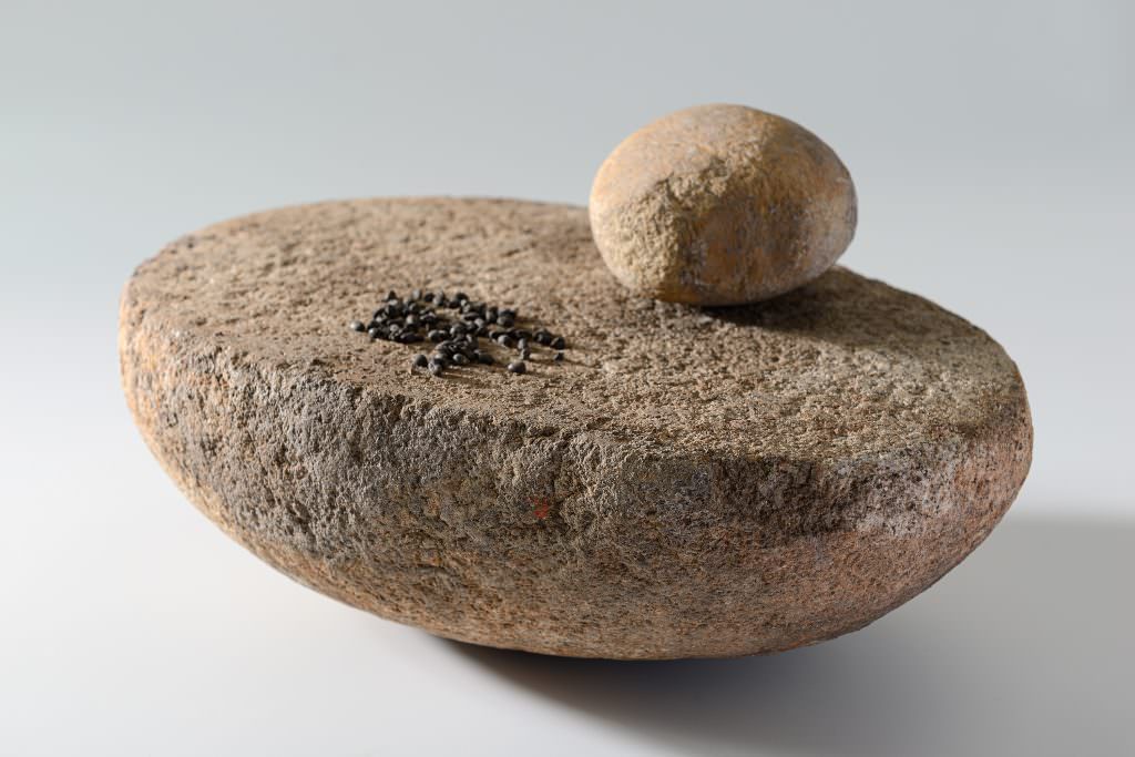 Meule et grains de blé - Musée Fenaille